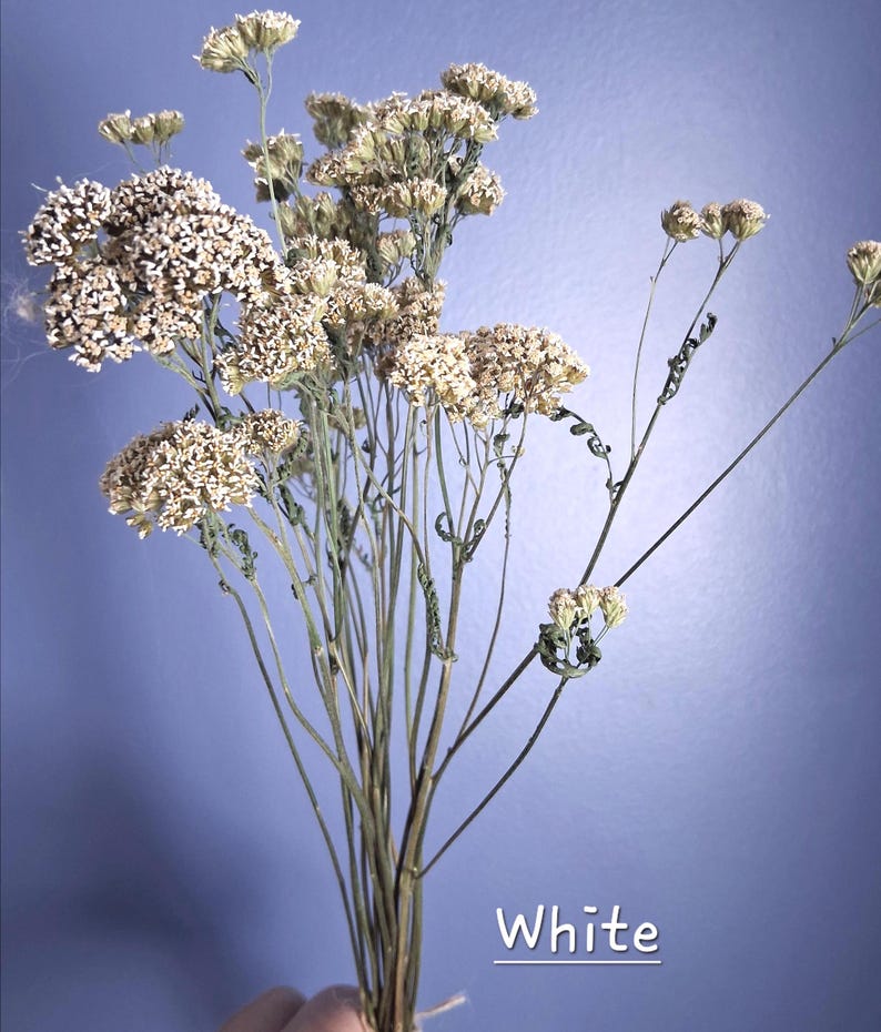Dried Yarrow Bunch : Pastel Pink, White or Yellow - Etsy