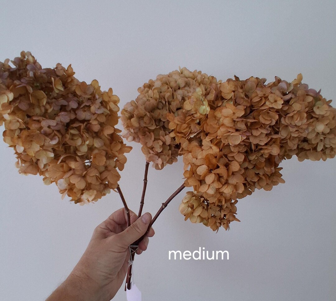 Hydrangeas: Dried Conical Flower Stems - Etsy