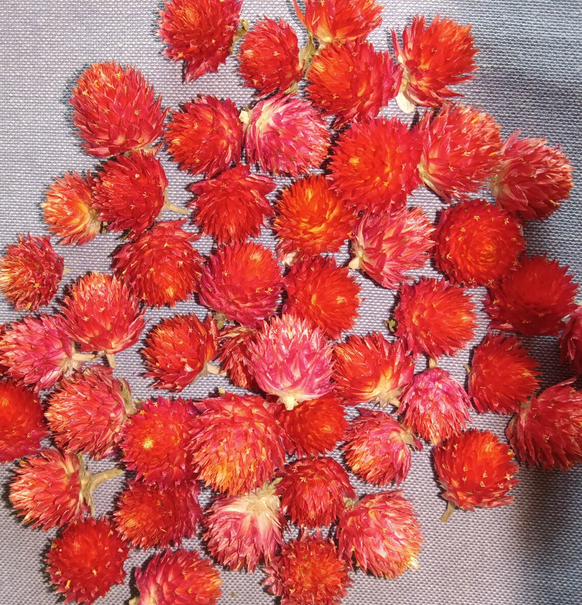 Strawberry Field red Gomphrena Heads Globe Amaranth - Etsy