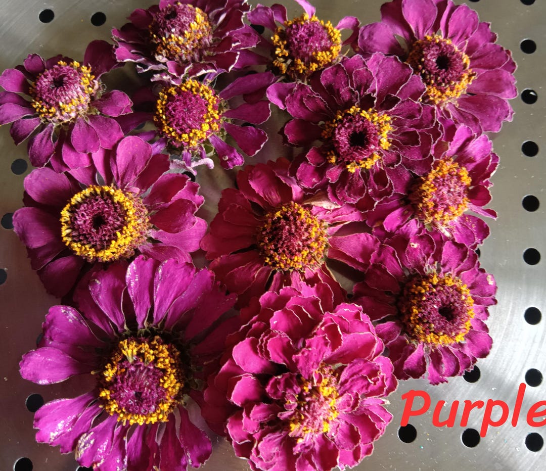 Zinnia Dried Flower Heads in Multiple Colors - Etsy