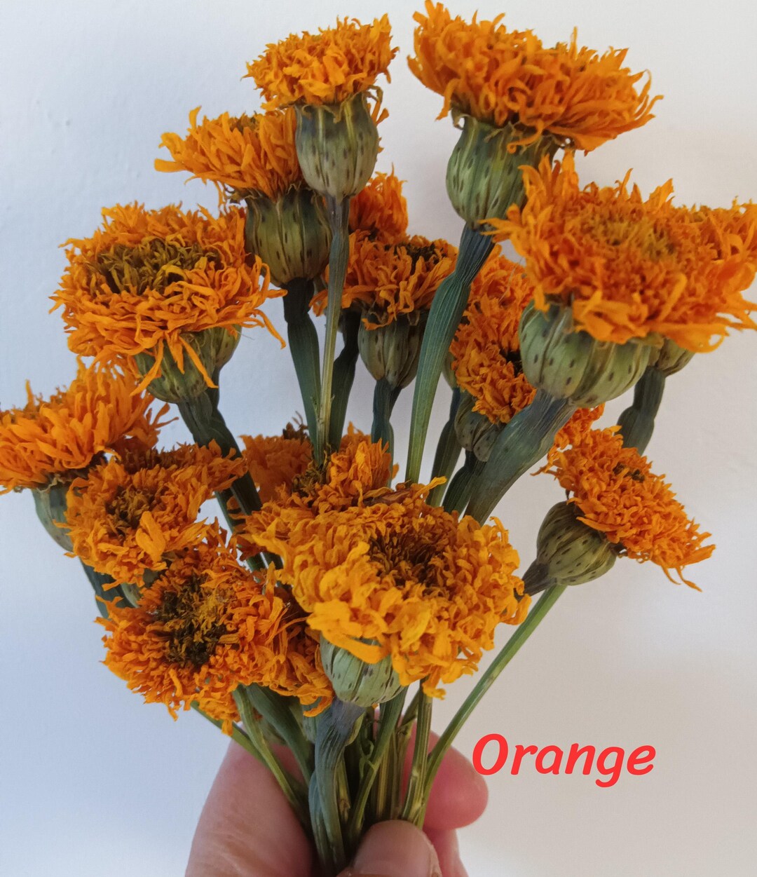 Marigold Bunches OR Heads - Etsy