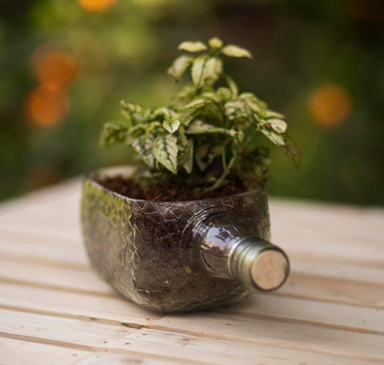 Upcycled Rum Bottle Planter: Eco-friendly Herb & Succulent Holder ...