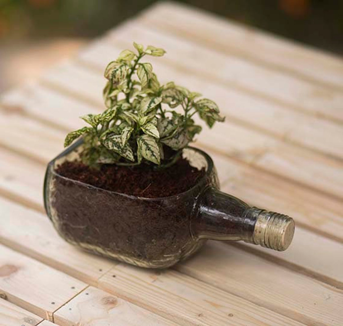 Upcycled Rum Bottle Planter: Eco-friendly Herb & Succulent Holder ...