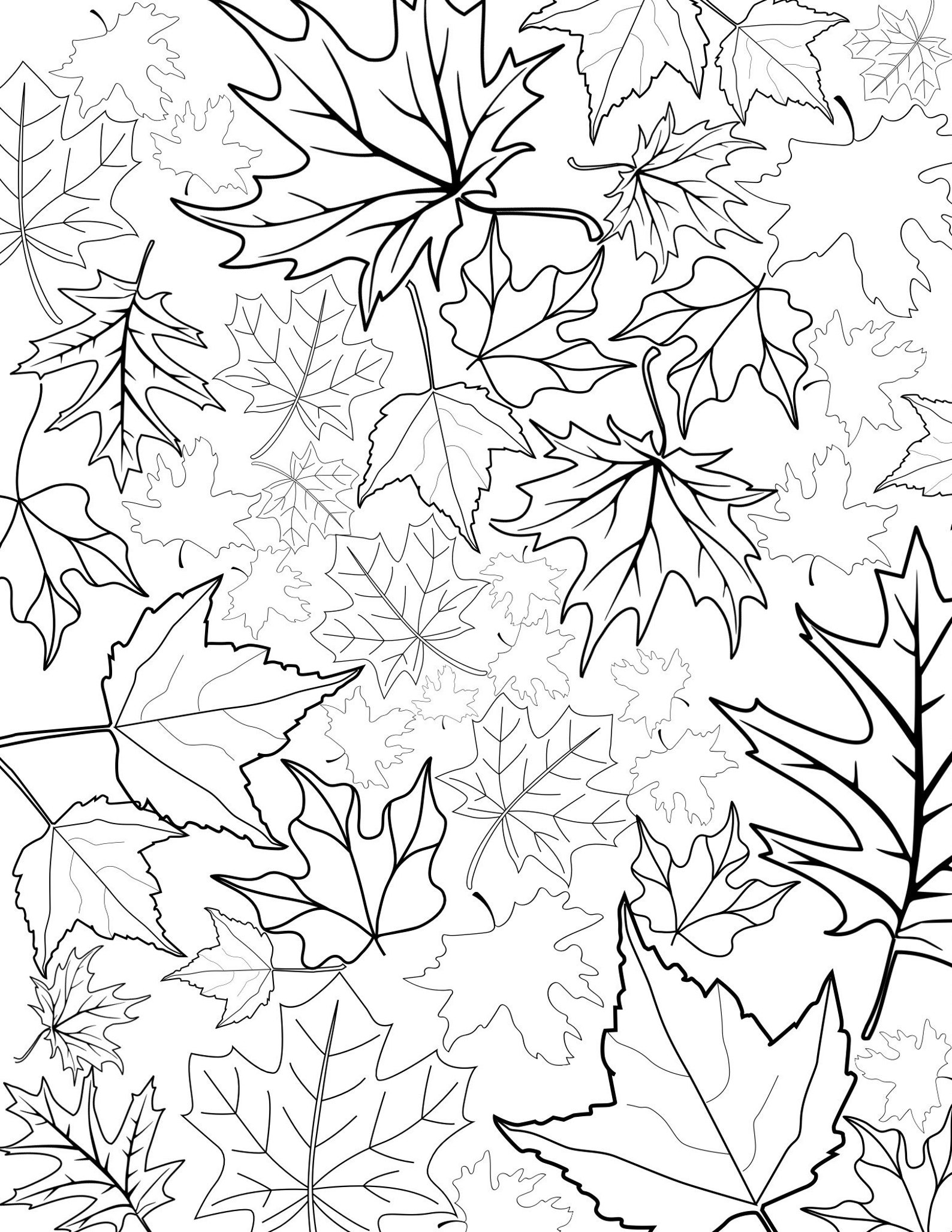 Printable Coloring Page - Maple Leaves - Etsy