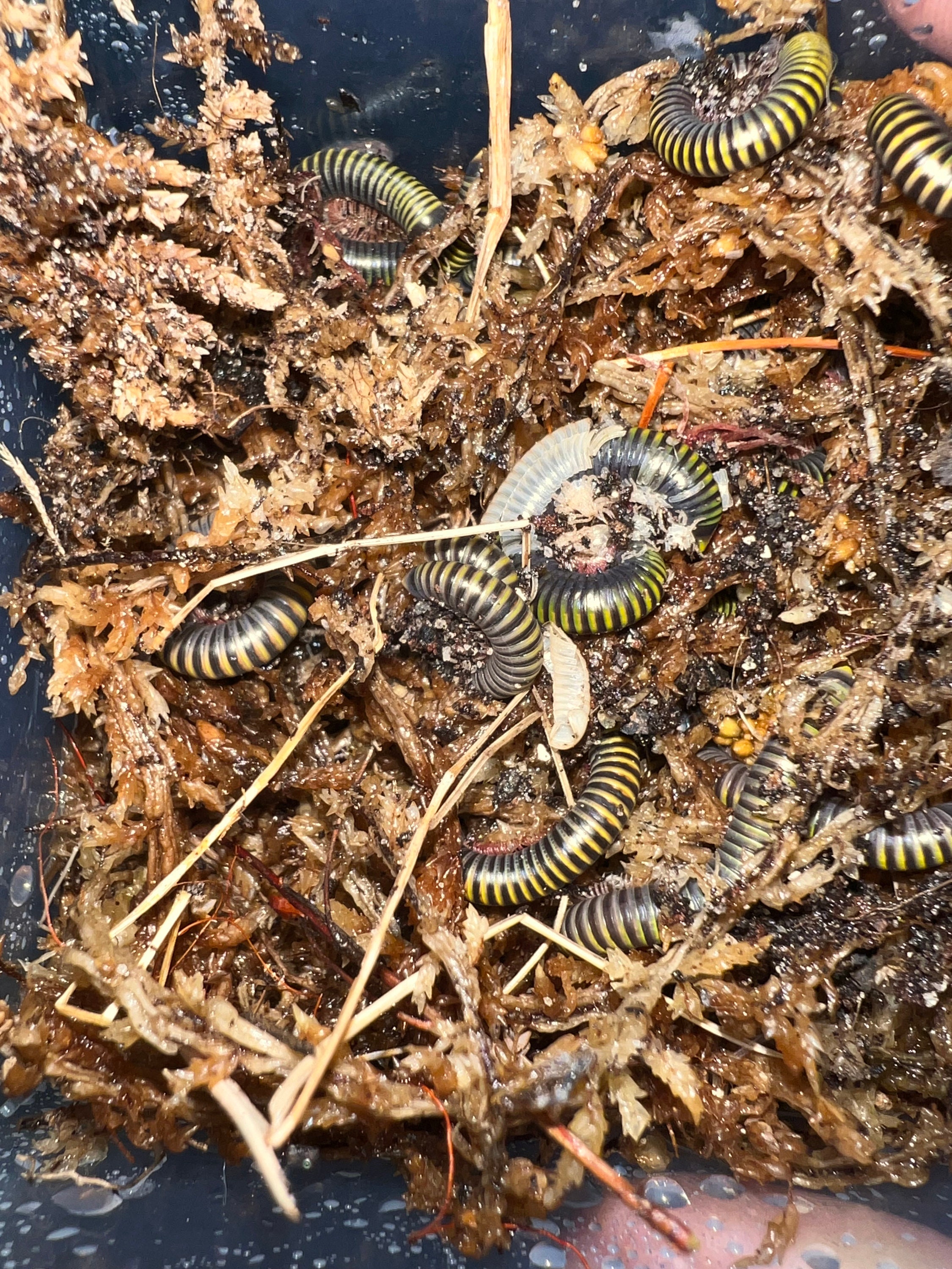 Bumblebee Millipedes - Etsy