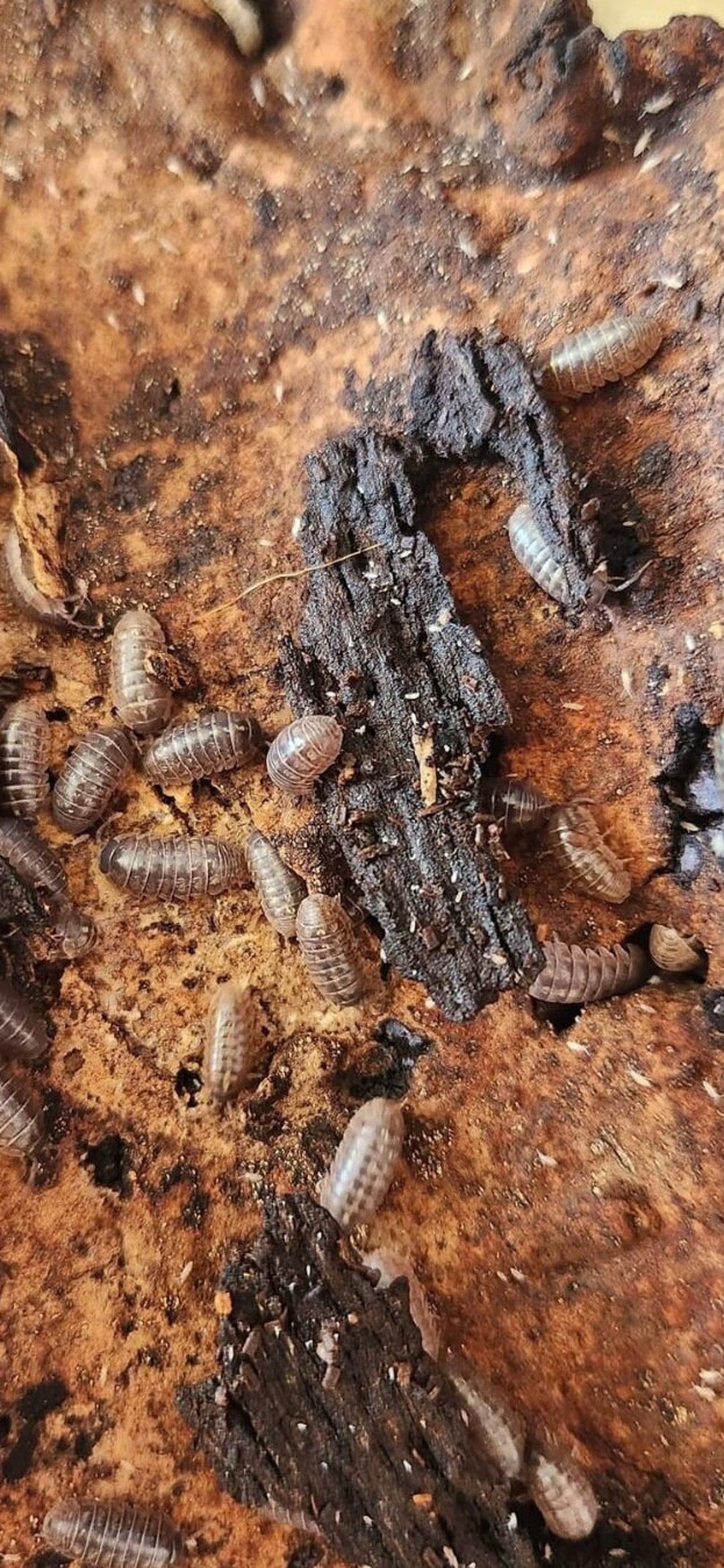 Wild Type Isopods - Etsy