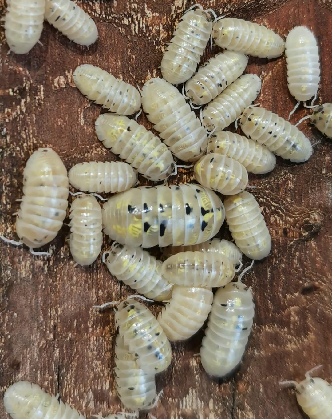 Magic Potion Isopods - Etsy