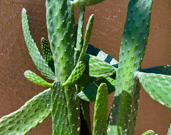 Road Kill Cactus, Opuntia Rubescens, Consolea Rubescens, Live Plant ...