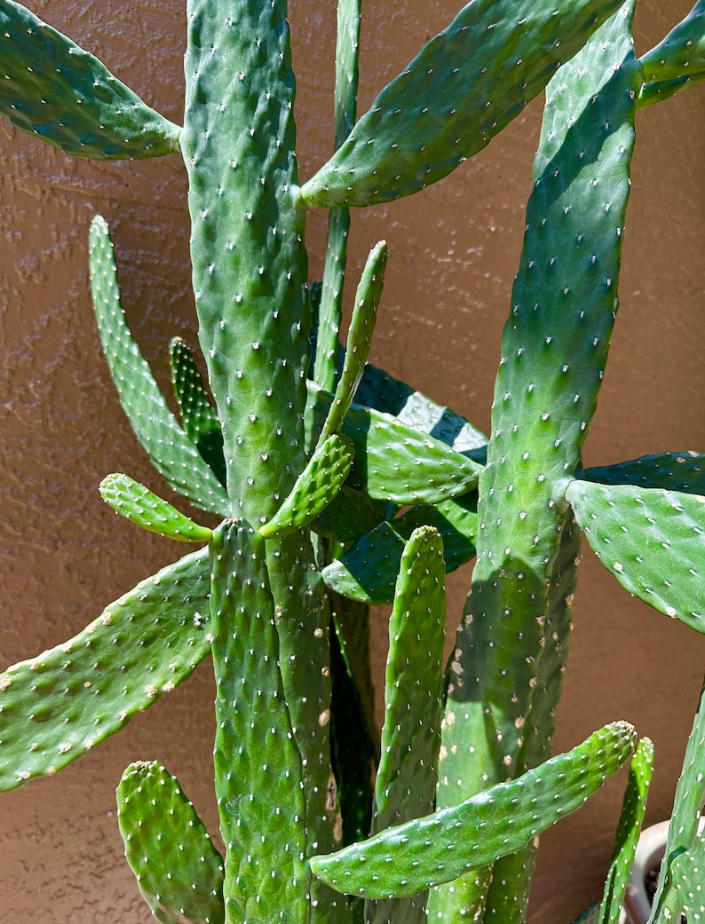 TWO Road Kill Cactus Prickly Pear Cactus Consolea Rubescens Live House ...