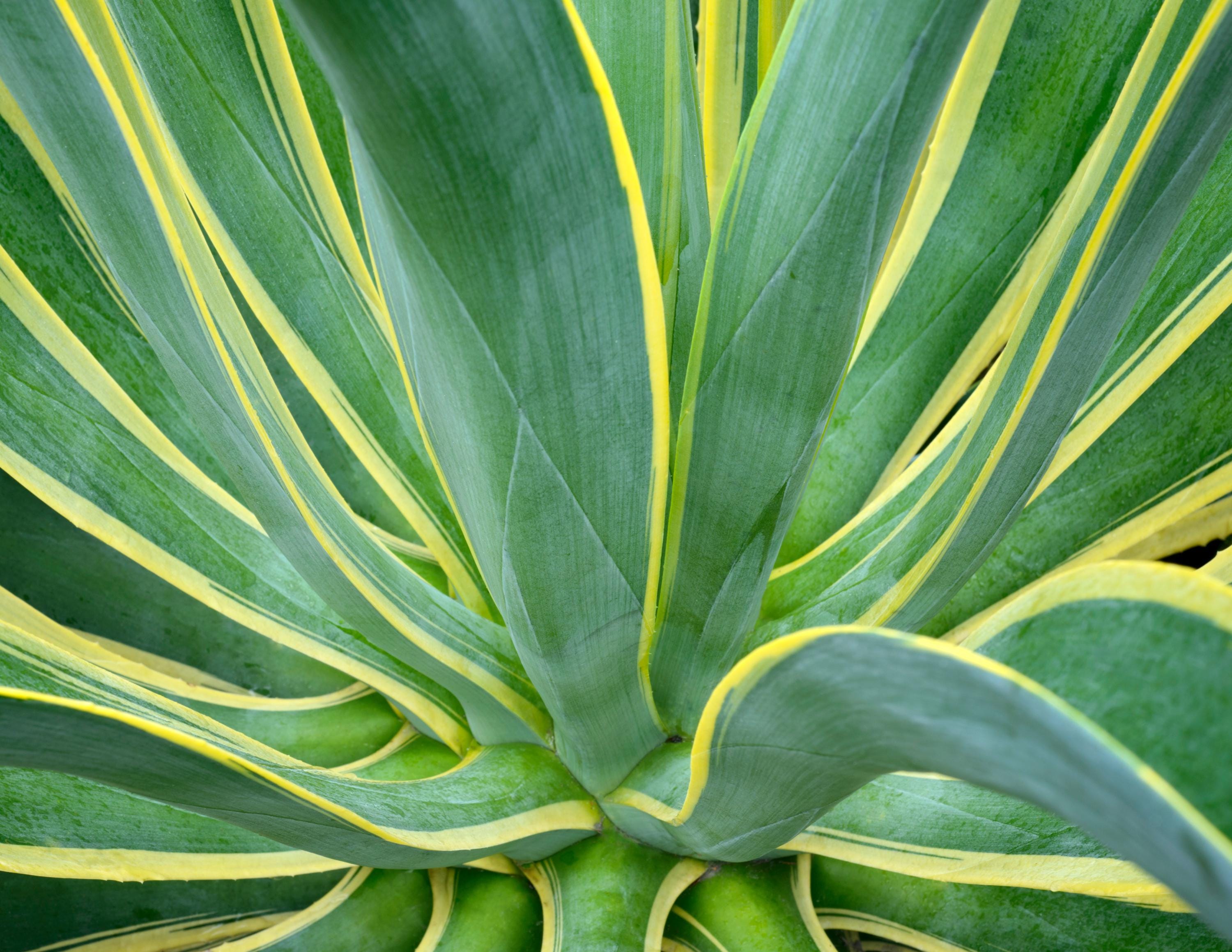 Agave Desmettiana Lurida Variegata LIVE Plant Variegated Smooth Agave ...