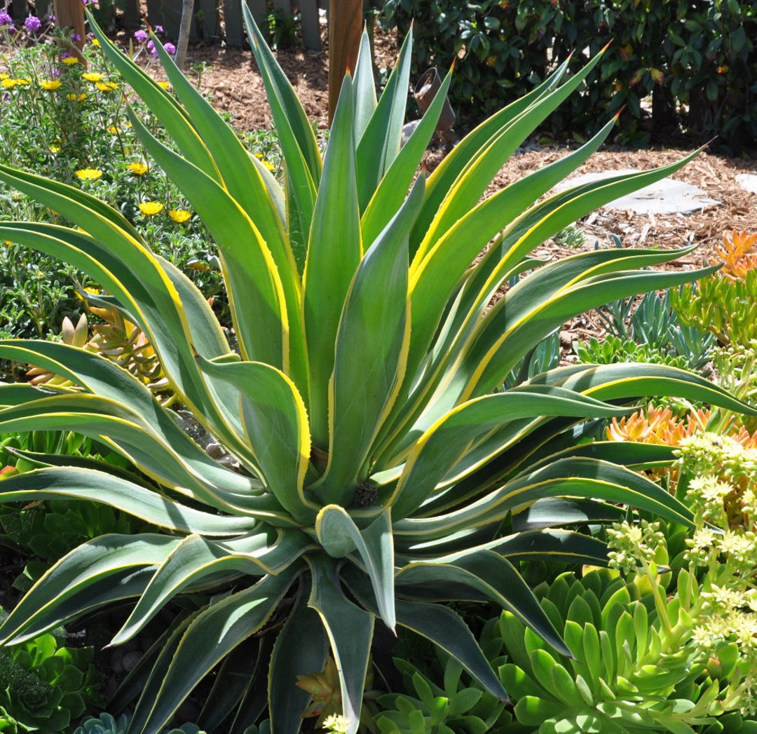 Agave Desmettiana Lurida Variegata LIVE Plant Variegated Smooth Agave ...