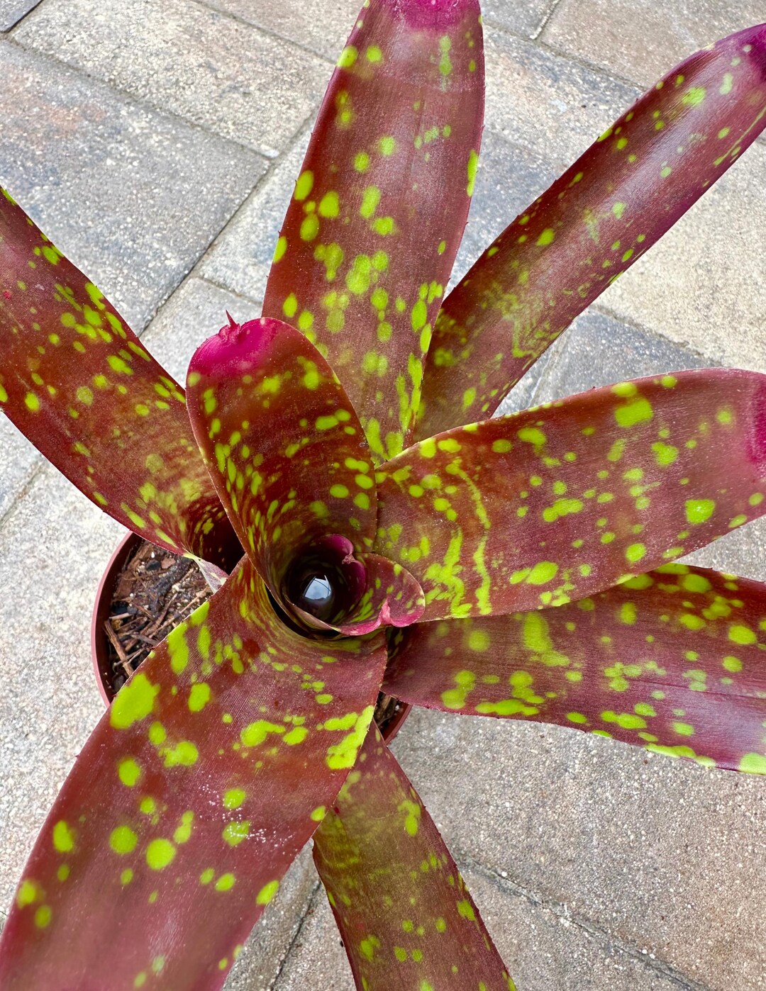 Bromeliad Neoregelia Jenga Variation Live Plant - Etsy