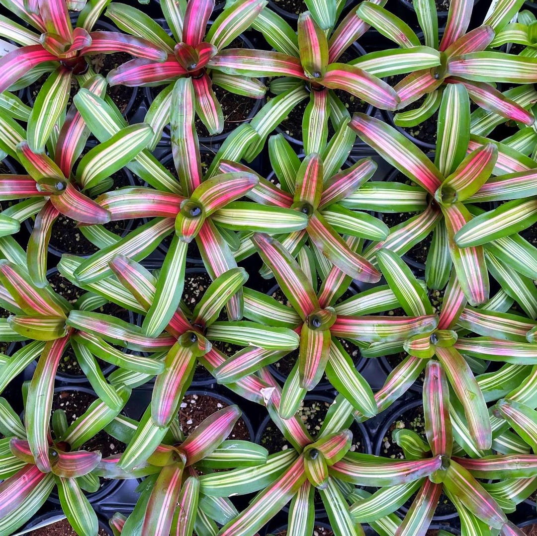 Neoregelia Zoe Bromeliad Live Plant - Etsy