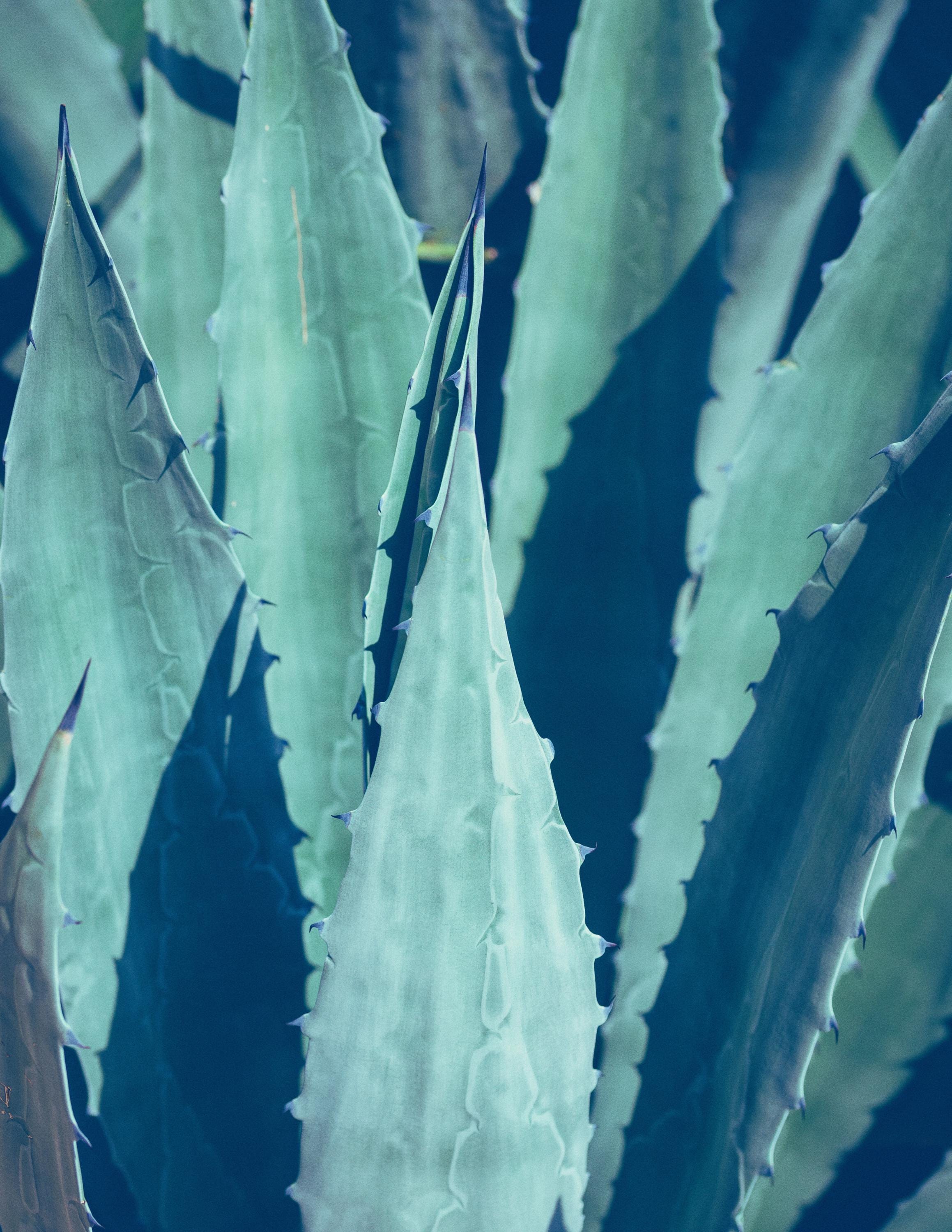 Blue Agave Plant - Etsy