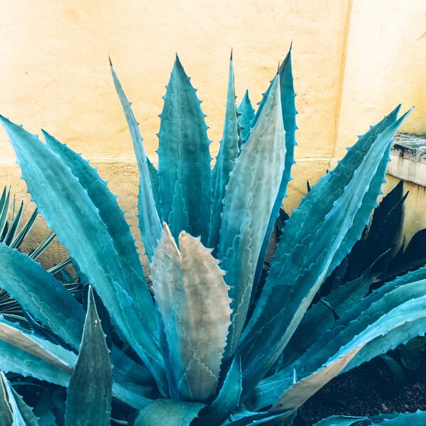 Blue Agave - Etsy