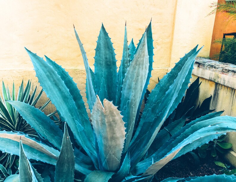 Blue Agave ALIVE Plant Agave Azul Agave Americana - Etsy