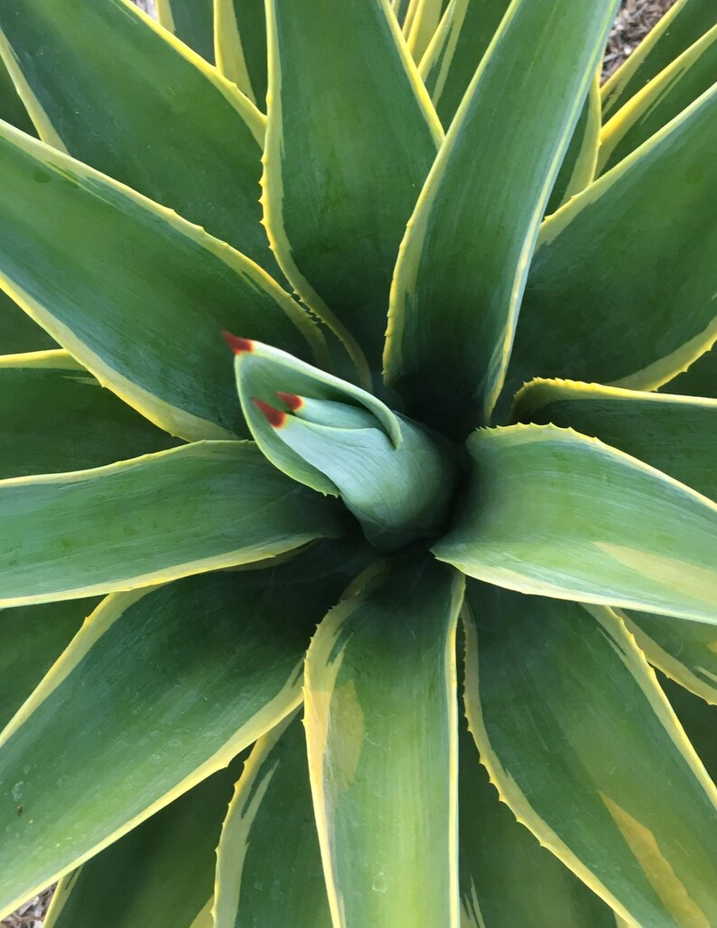 Agave Desmettiana Lurida Variegata LIVE Plant Variegated Smooth Agave ...