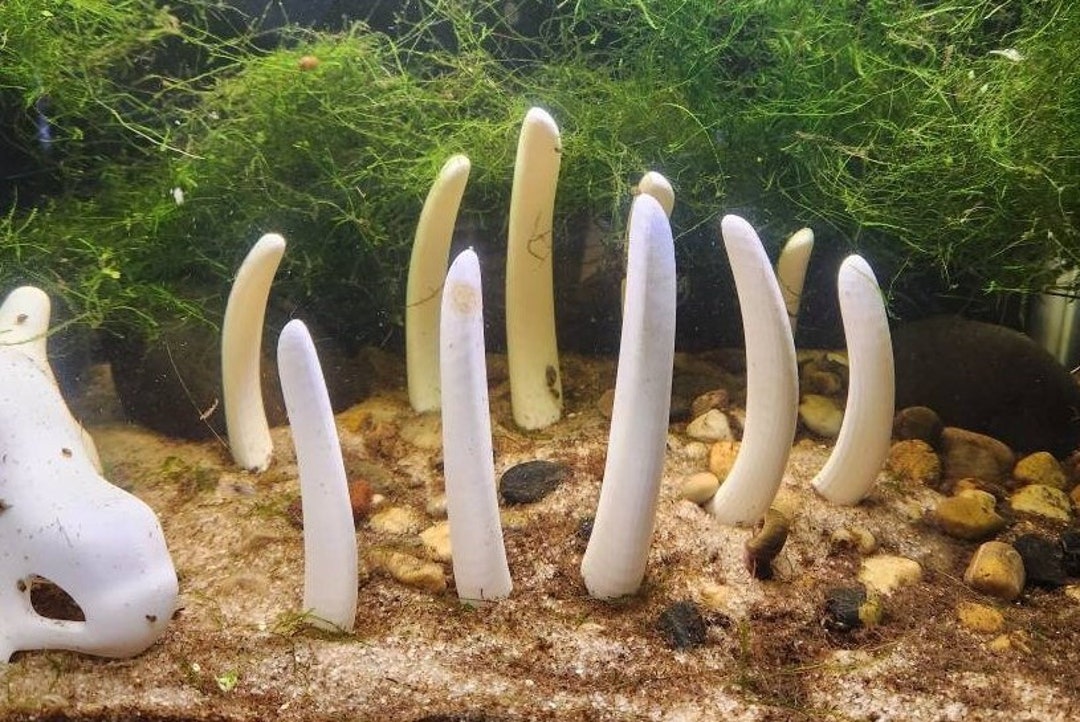 Rib Cage for Aquariums, Terrariums, and Decor - Etsy