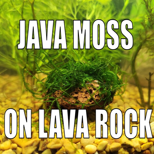 Aquarium Rock - Etsy