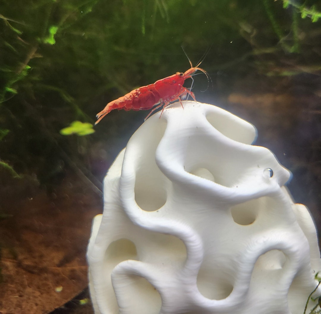 Shrimp Egg Hide for Aquariums, Terrariums, and Decor - Etsy