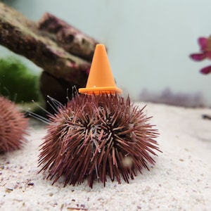 Sea Urchin Hats for Salt Water Aquariums - Etsy
