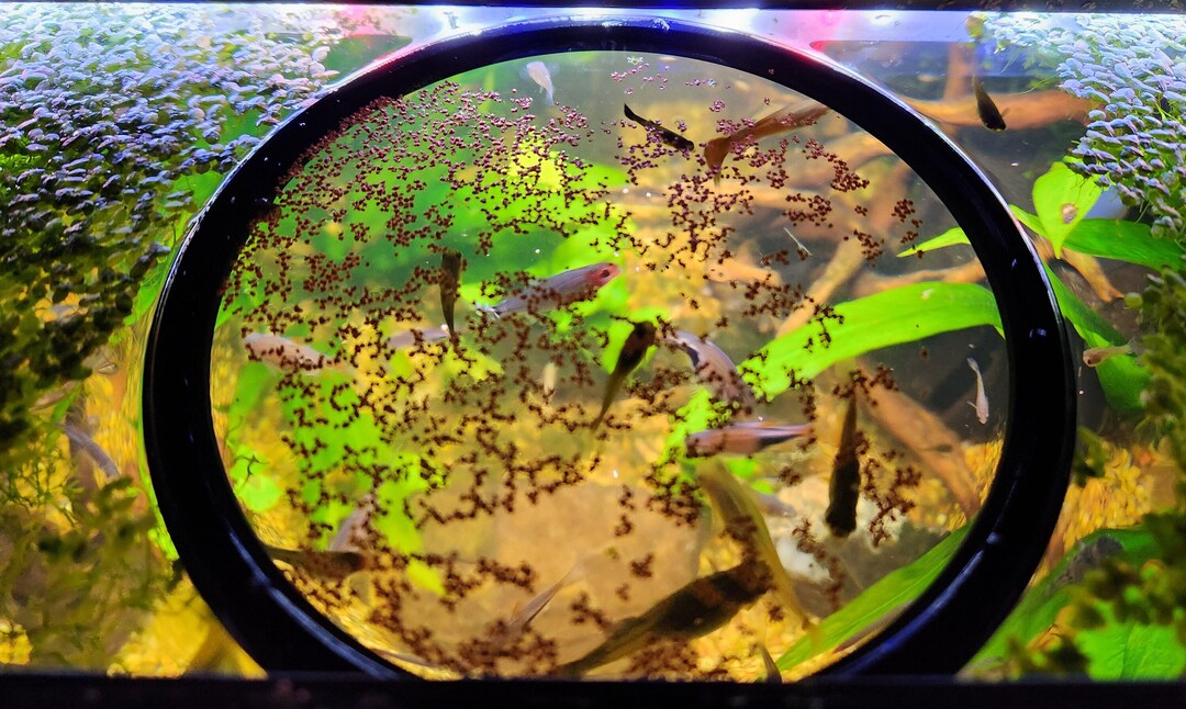 Floating Aquarium Ring 3D Print - Etsy