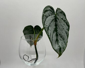 Philodendron Brandi - Etsy
