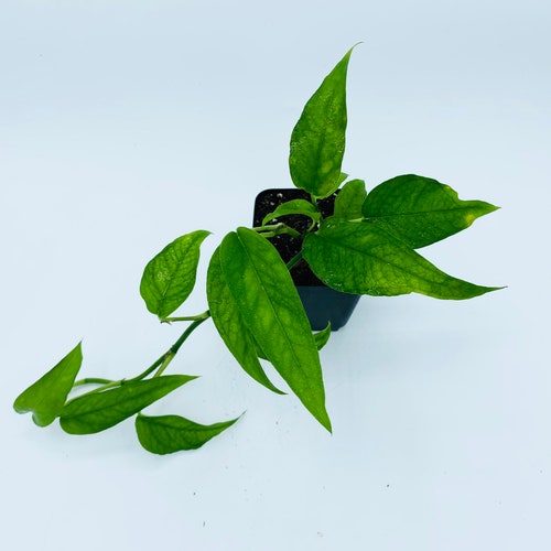 Variegated Epipremnum Pinnatum RARE - Etsy
