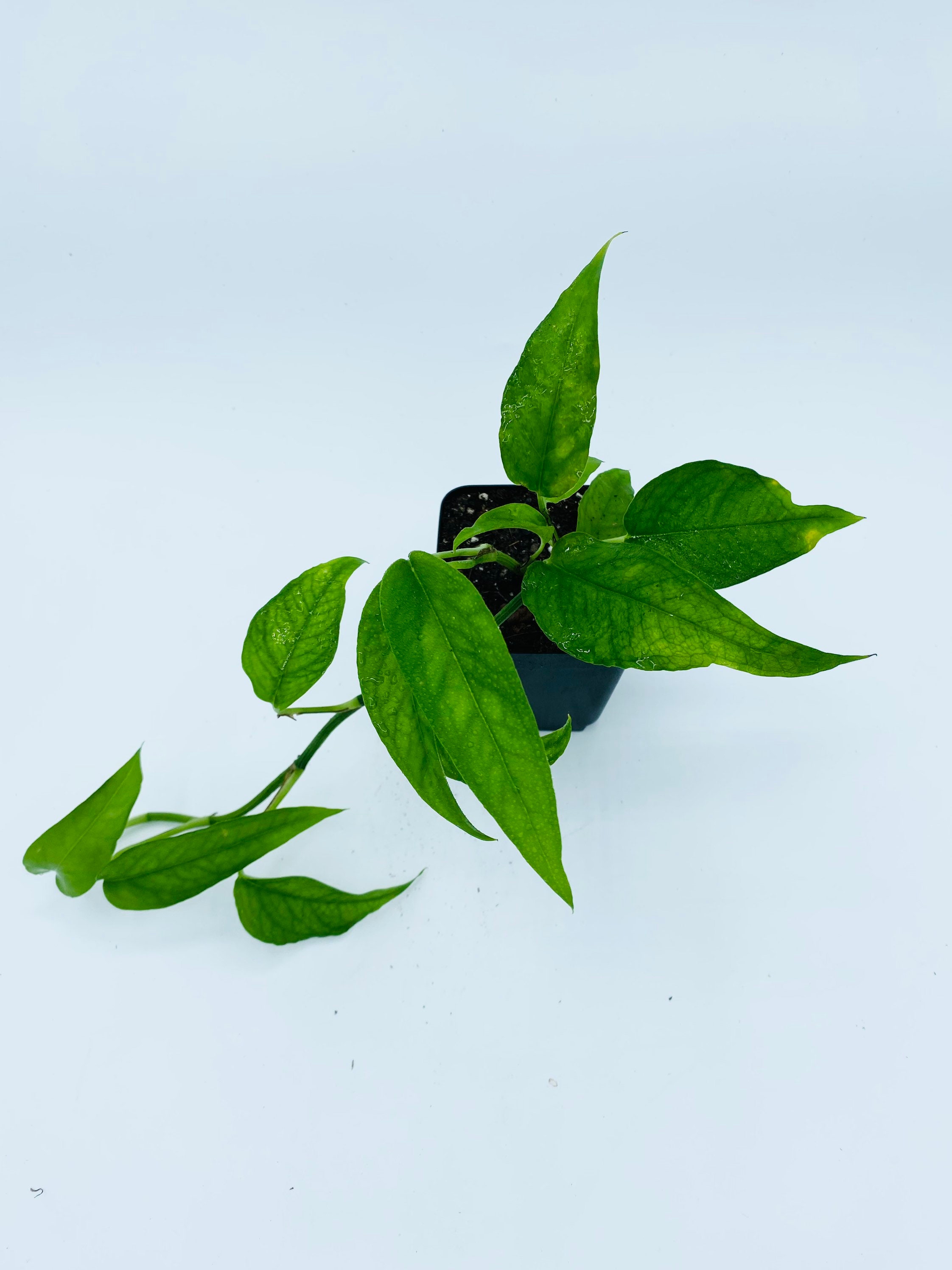 RARE Epipremnum Skeleton Key Plant I Epipremnum Pinnatum - Etsy