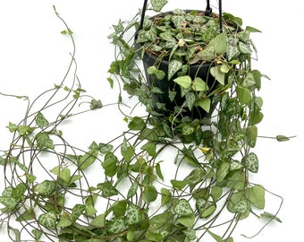 String of Spades Plant - Etsy