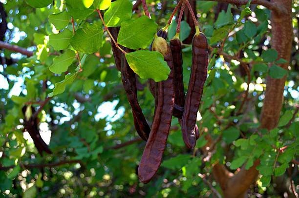 Whole Greek Organic Carob Pods Direct From Turkey-vegan Snack - Etsy