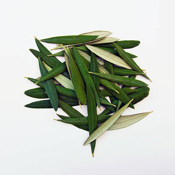 Greek Leaves - Etsy