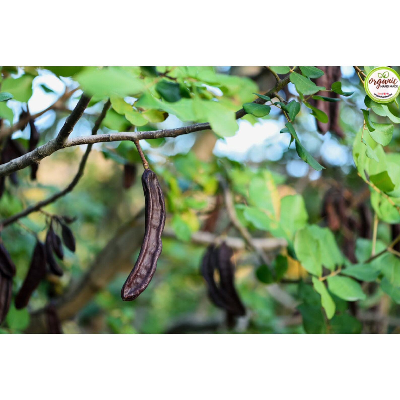 Whole Greek Organic Carob Pods Direct From Turkey-vegan Snack 400 Gr - Etsy