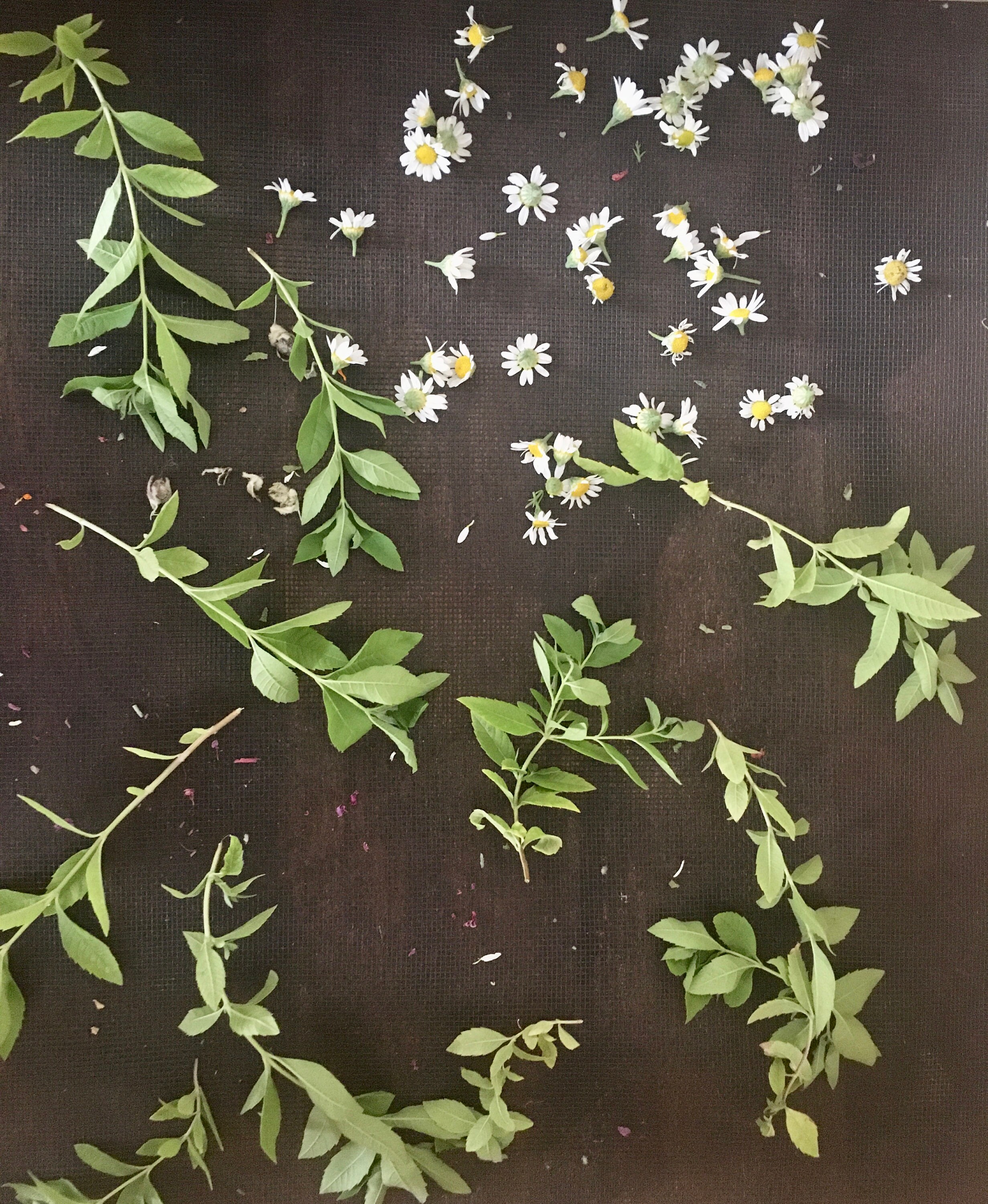 Apothecary — Raven Energy Herbal Apothecary