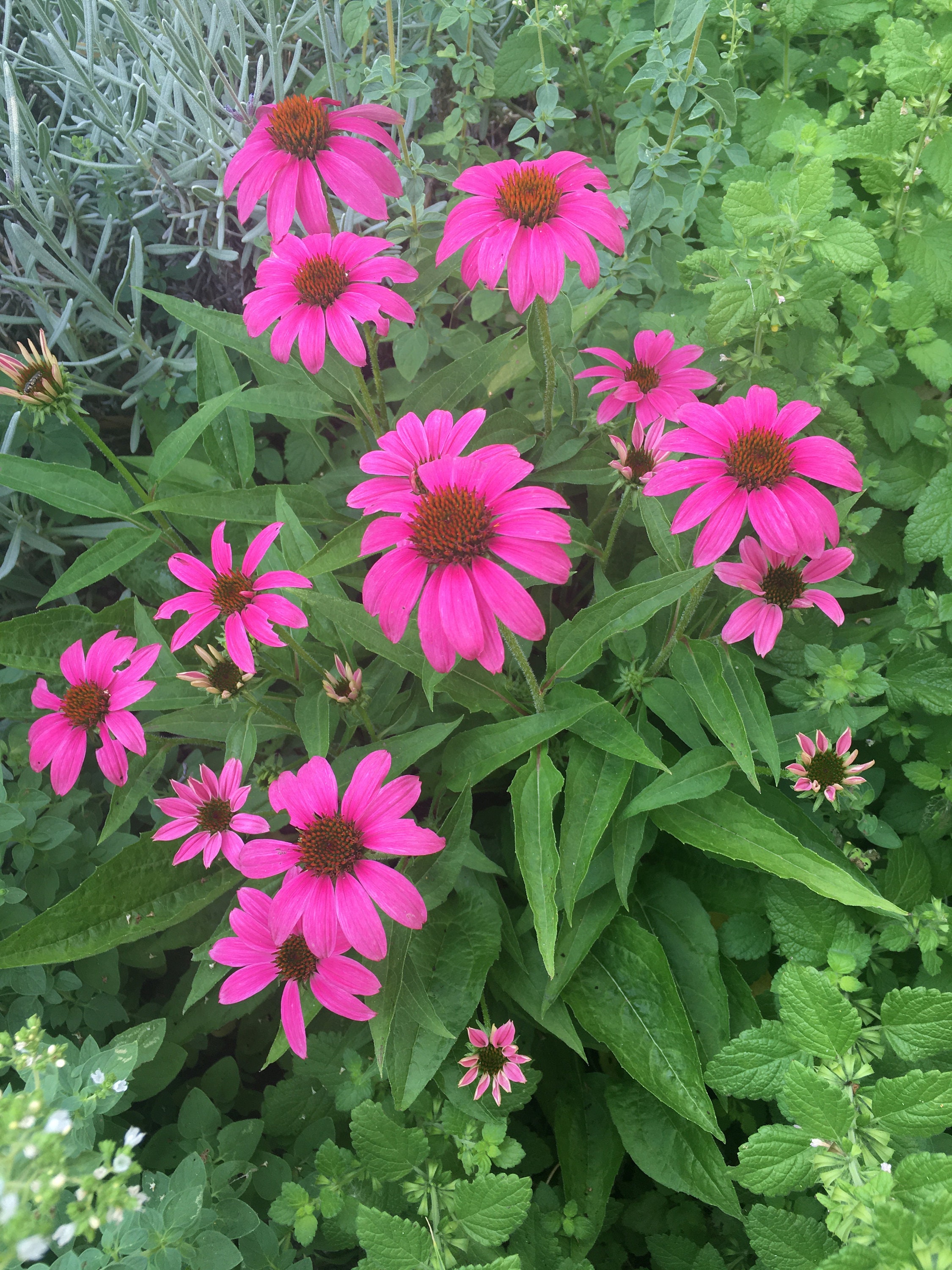 Apothecary — Raven Energy Herbal Apothecary