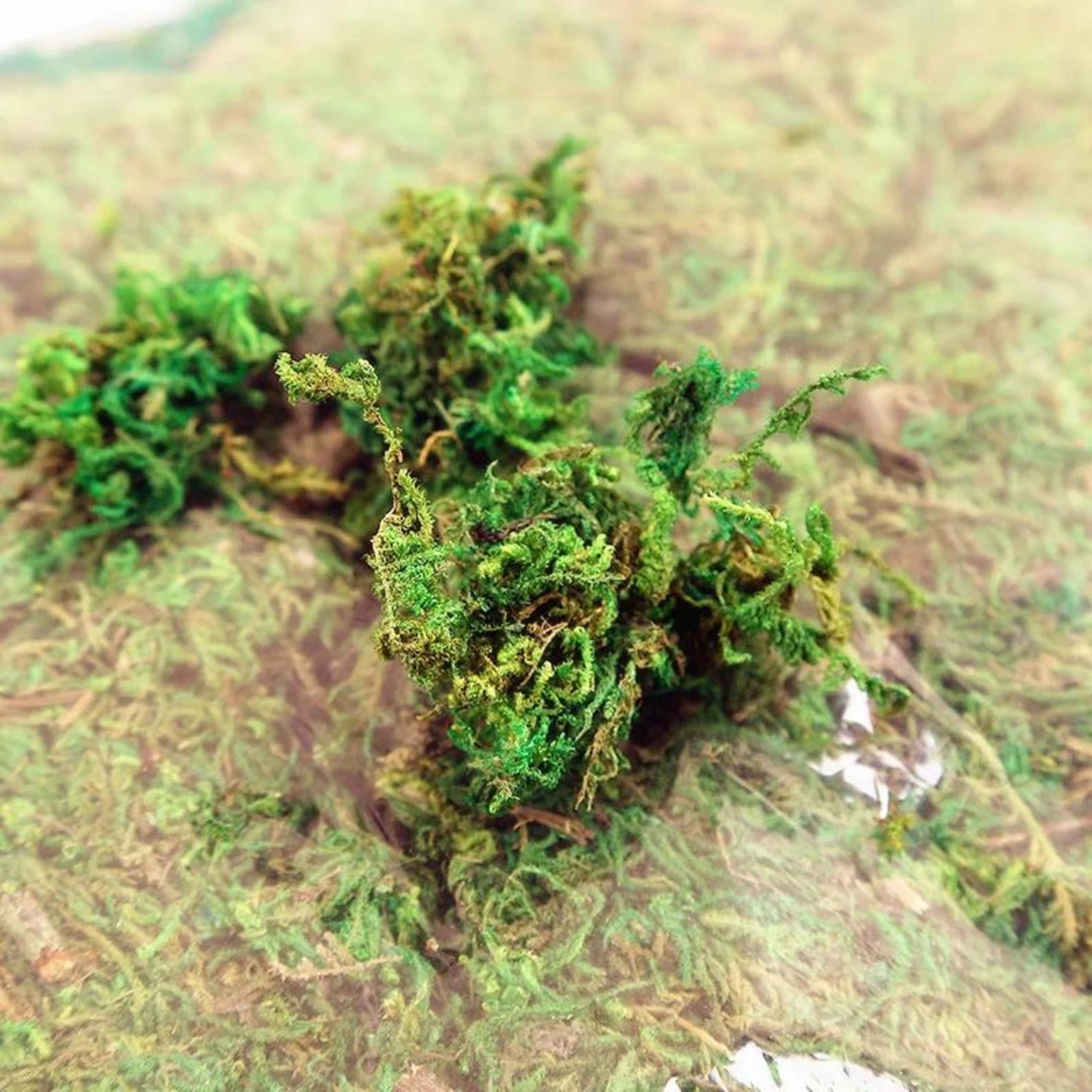 Miniature Moss Lichen Grass Model 30/60g, DIY Scenery Material - Etsy