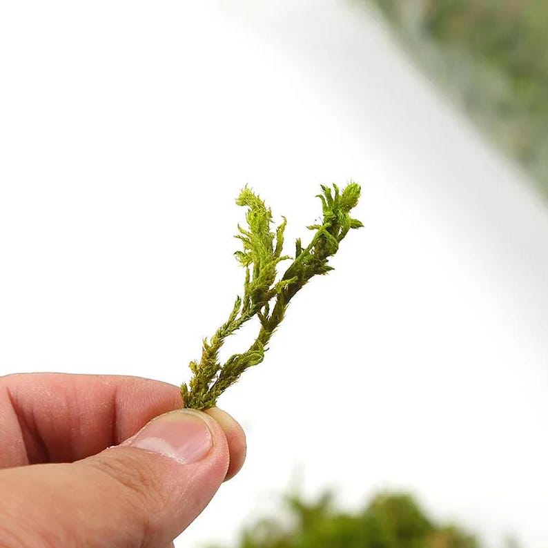 Miniature Moss Lichen Grass Model 30/60g, DIY Scenery Material - Etsy