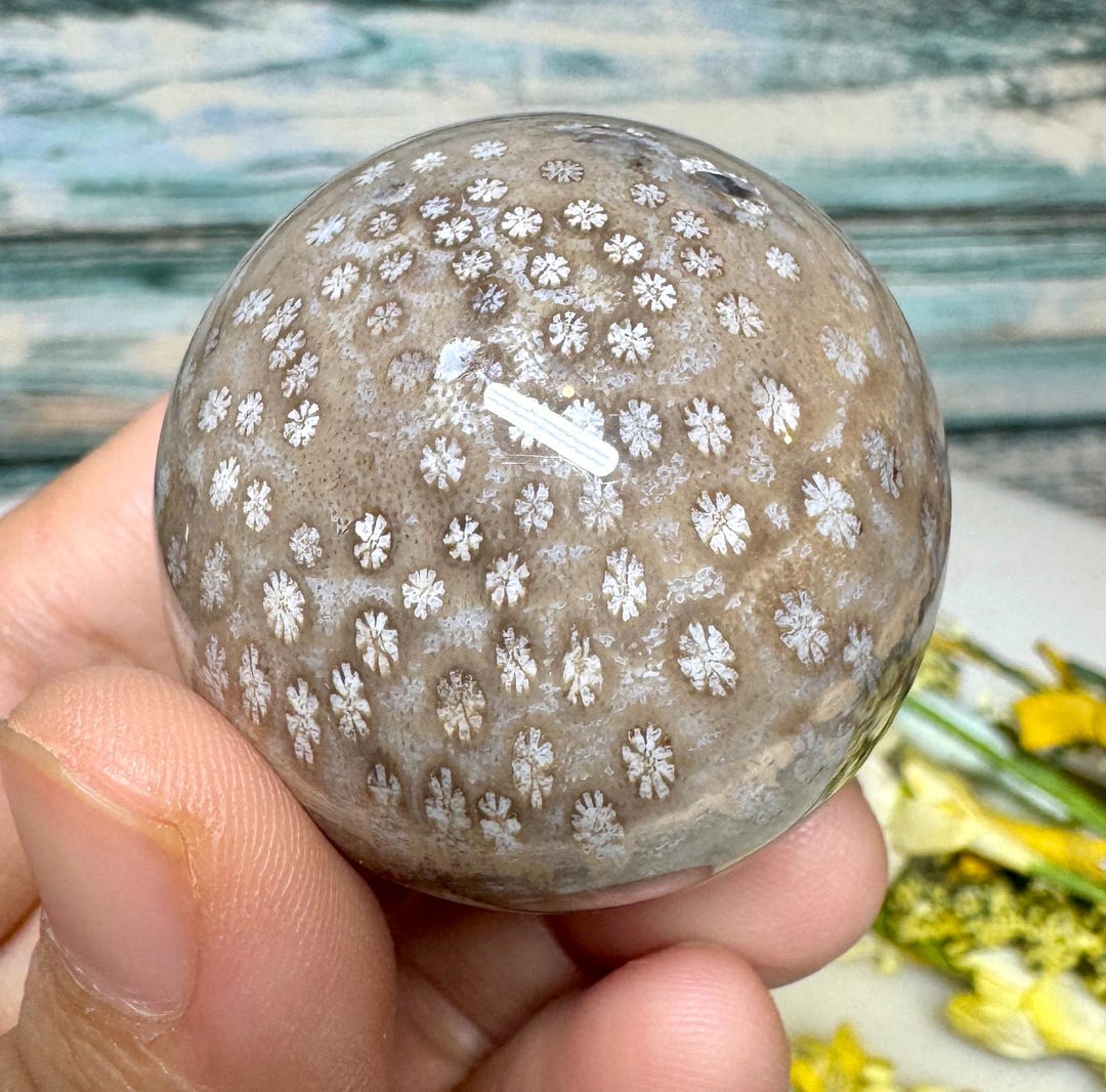 RARE! 40mm Coral Fossil Sphere/full of Blossom - Etsy