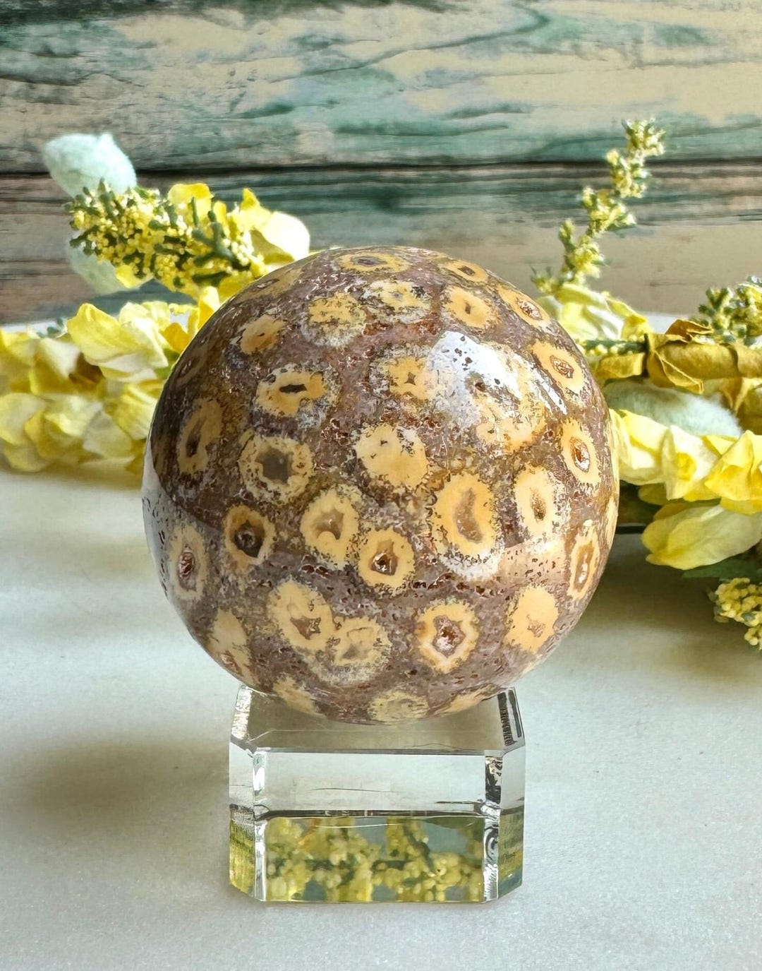 RARE! 40mm Coral Fossil Sphere/unique Pattern/with Stand - Etsy