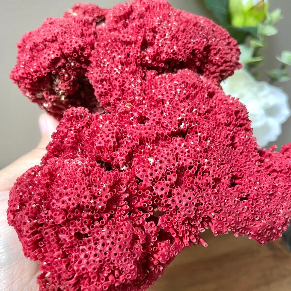 Coral Specimen - Etsy