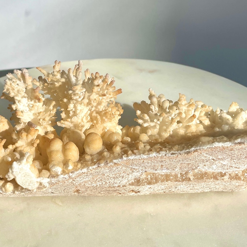 Coral Decor - Etsy