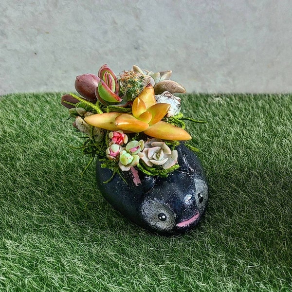Bunny Succulent Plant - Etsy