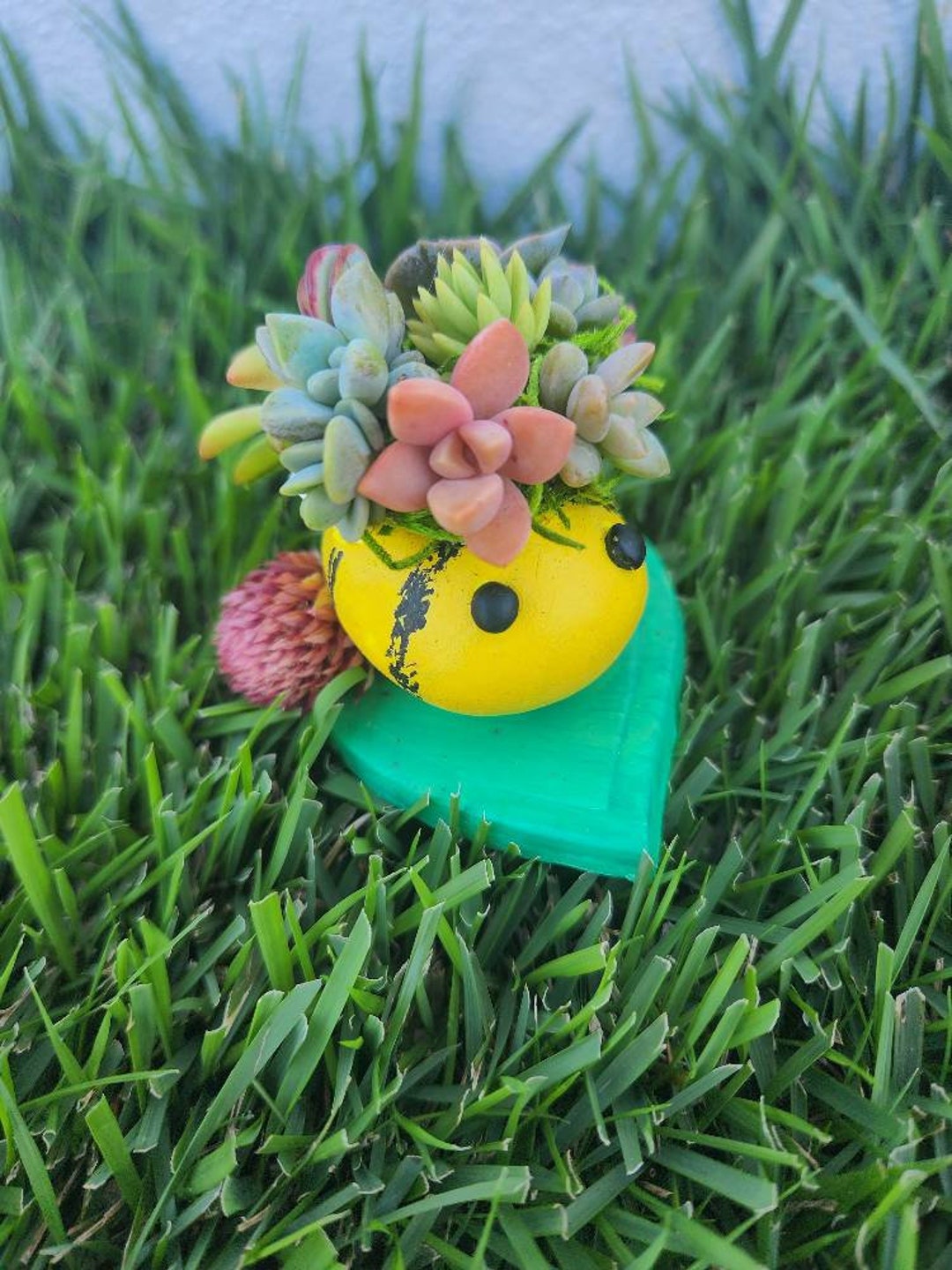 Mini Succulent Bee/ Ladybug - Etsy