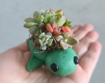 Mini Succulent Turtle - Etsy