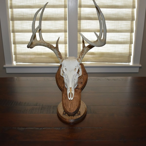 European Mount - Etsy