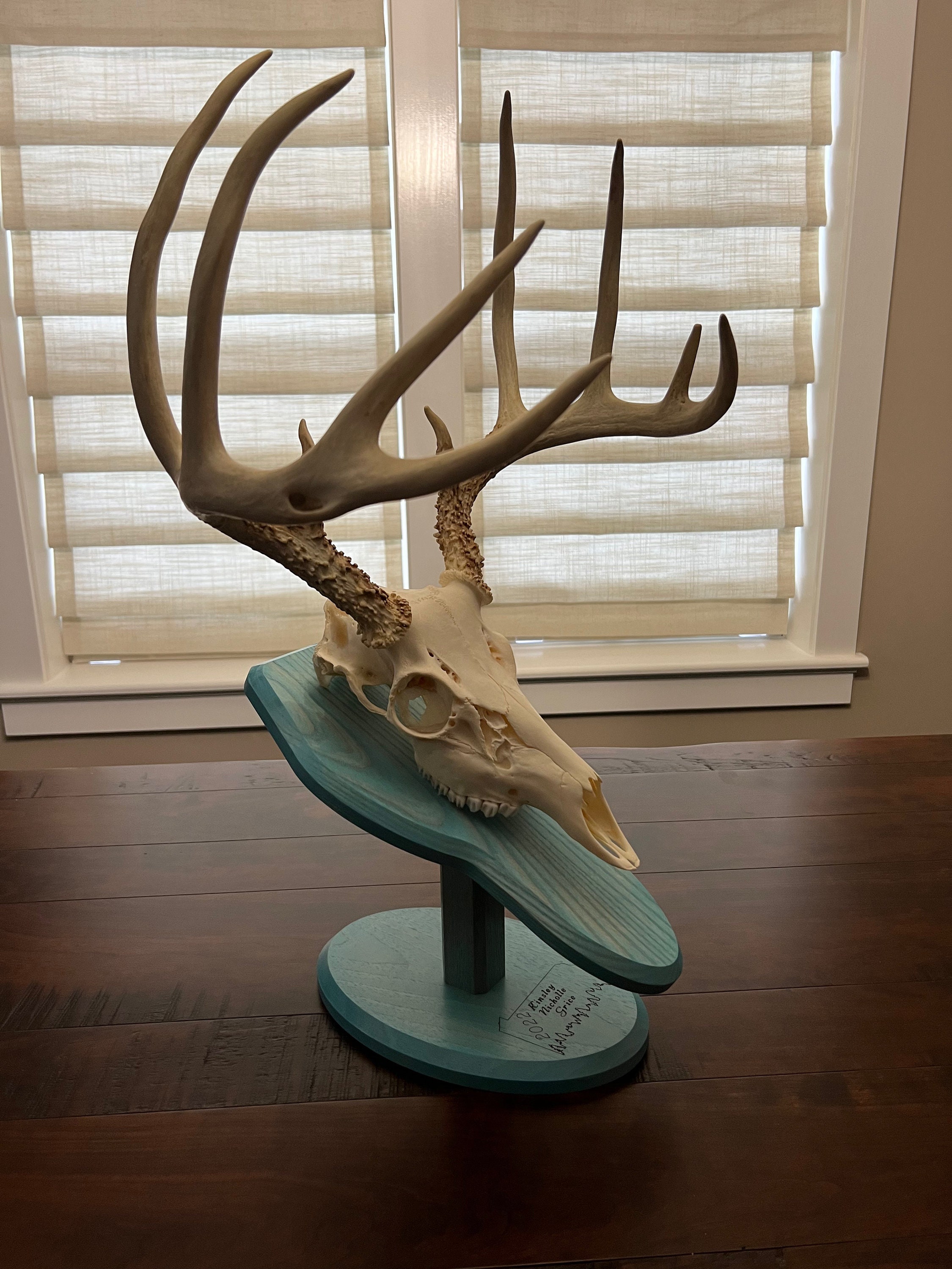 European Skull Mount Plaque From Solid Hardwood (not Pine) With Teal ...