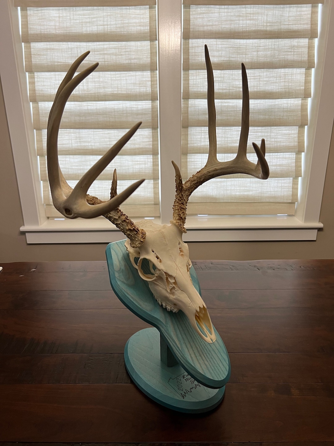 European Skull Mount Plaque From Solid Hardwood (not Pine) With Teal ...