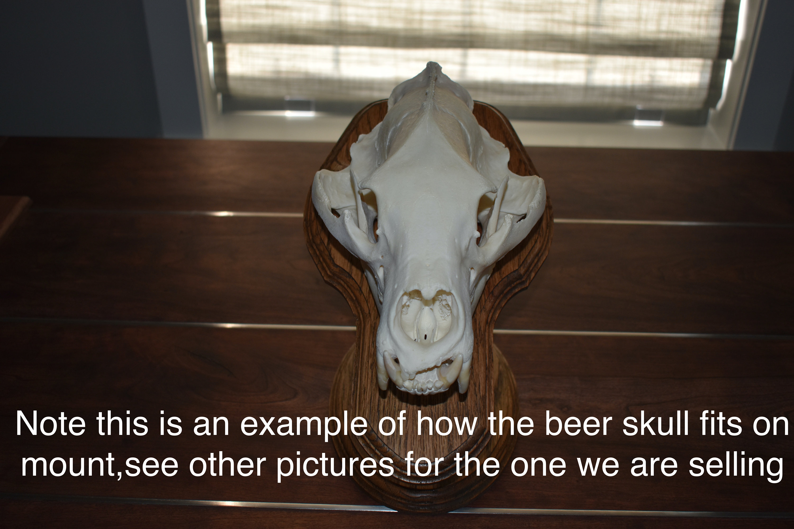 European Bear Skull Mount Plaque, Wall or Table Interchangeable ...