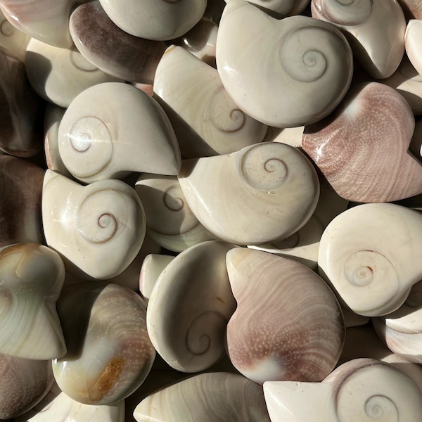 Shiva Eye Shell - Etsy