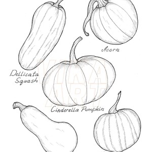 Types of Squash Coloring Page/instnat Download Coloring Page for Adults ...